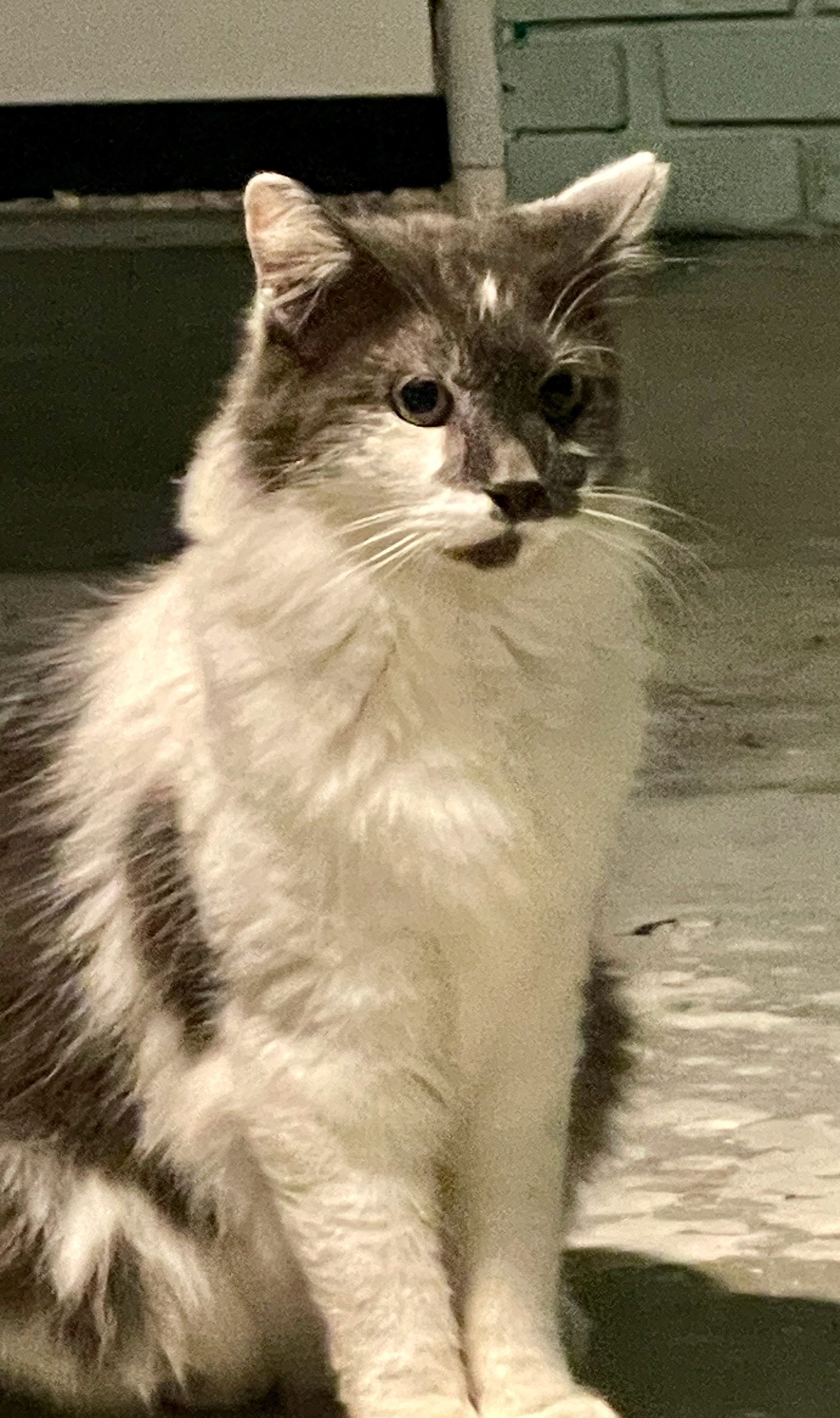 Porch Pals – 3rin's View…