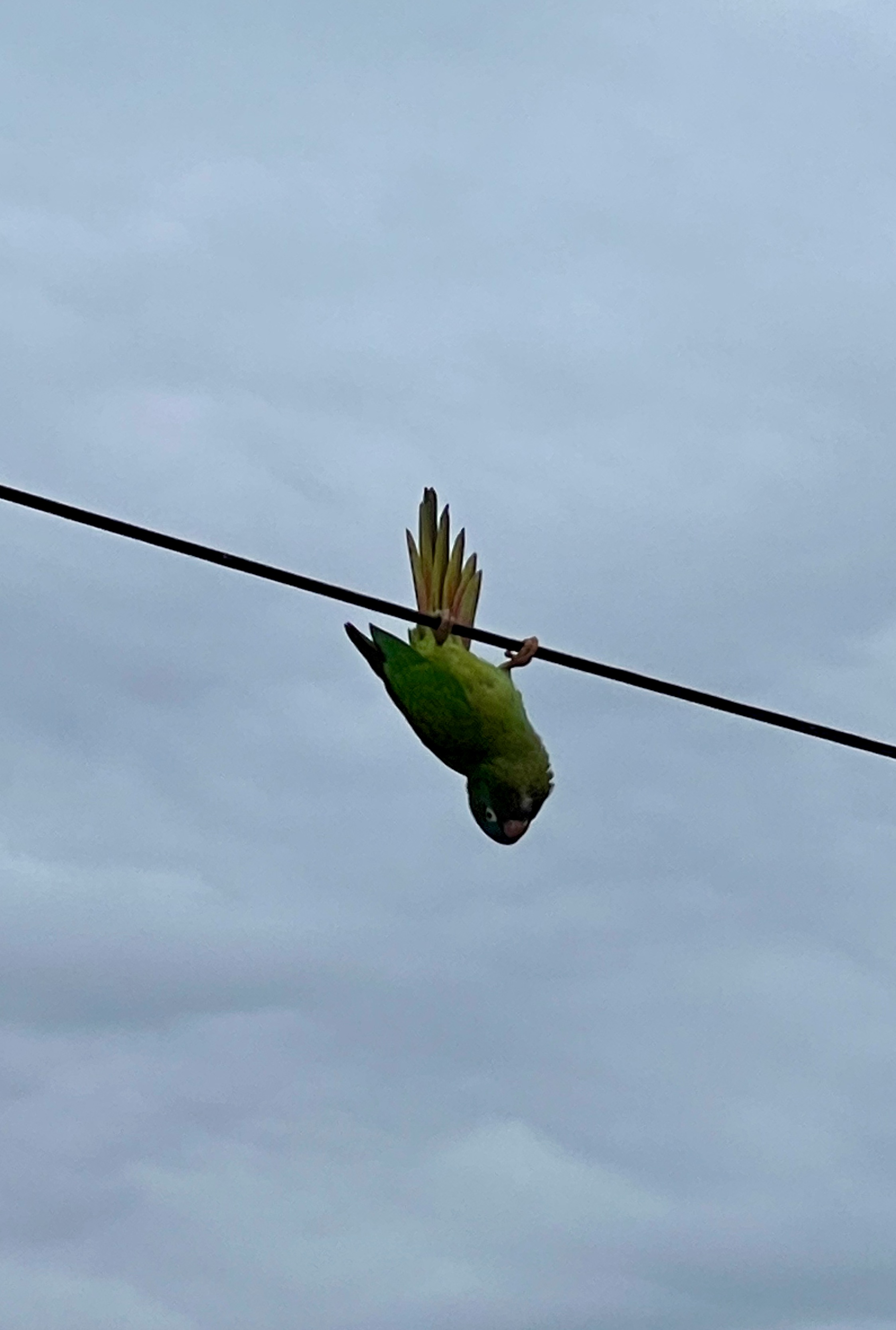 Odd Bird – 3rin's View…