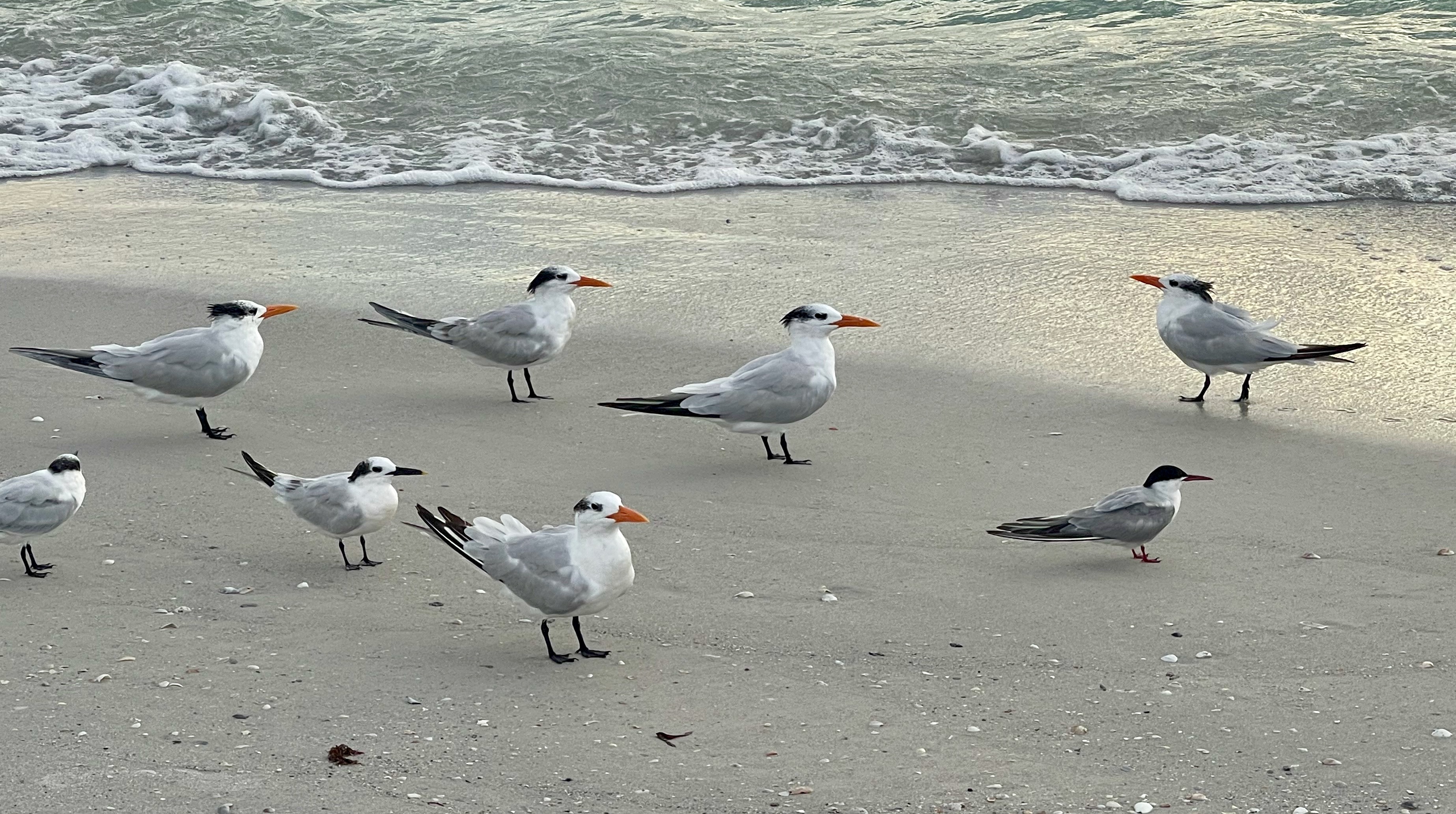 Tern, Tern, Tern – 3rin's View…
