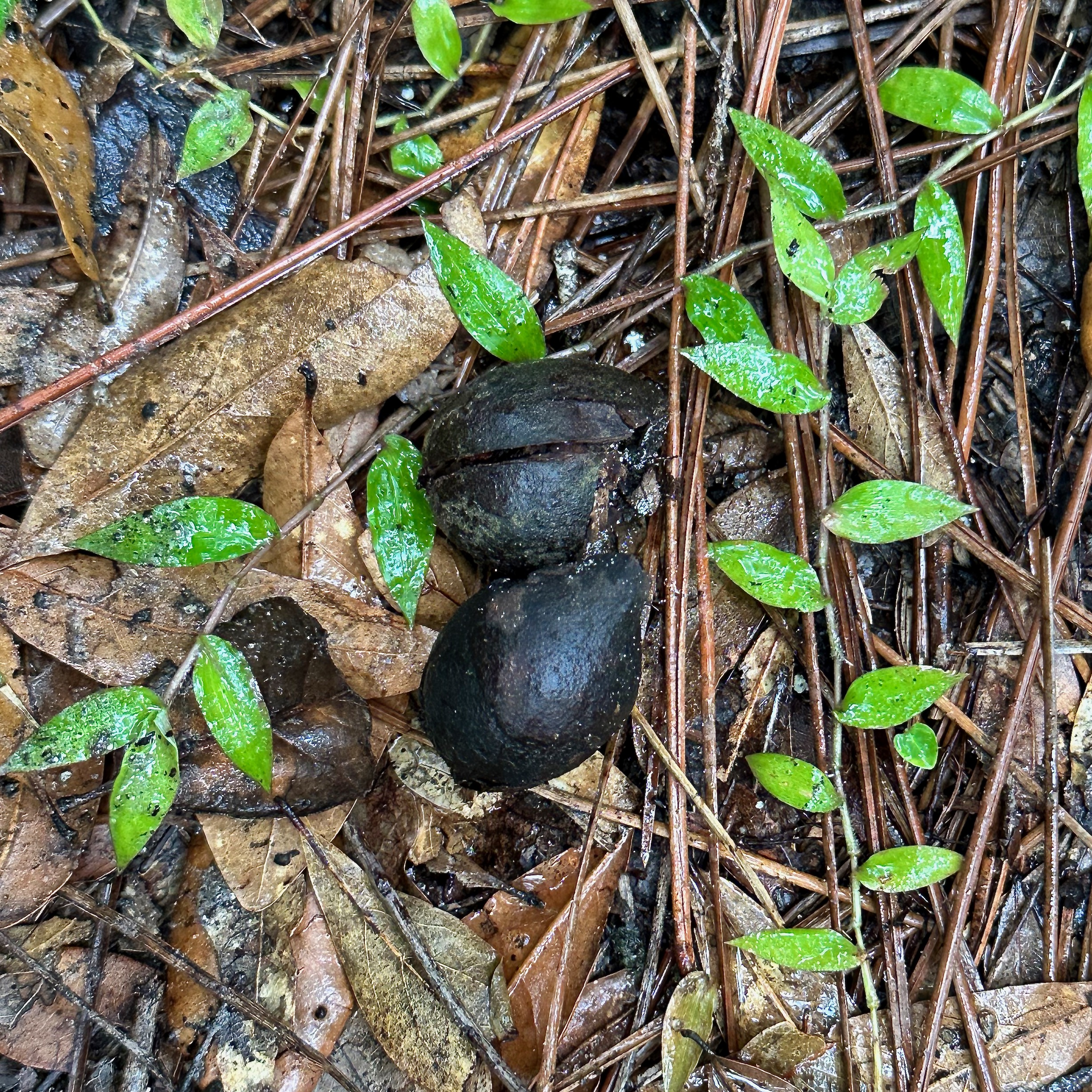 Native Nut – 3rin's View…